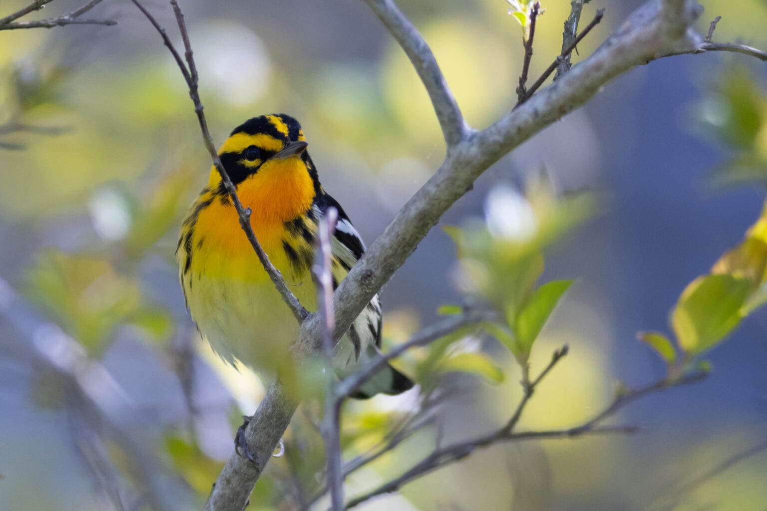 Colorado Birds: Your Guide to Birds of The Rockies - Bird Conservancy ...